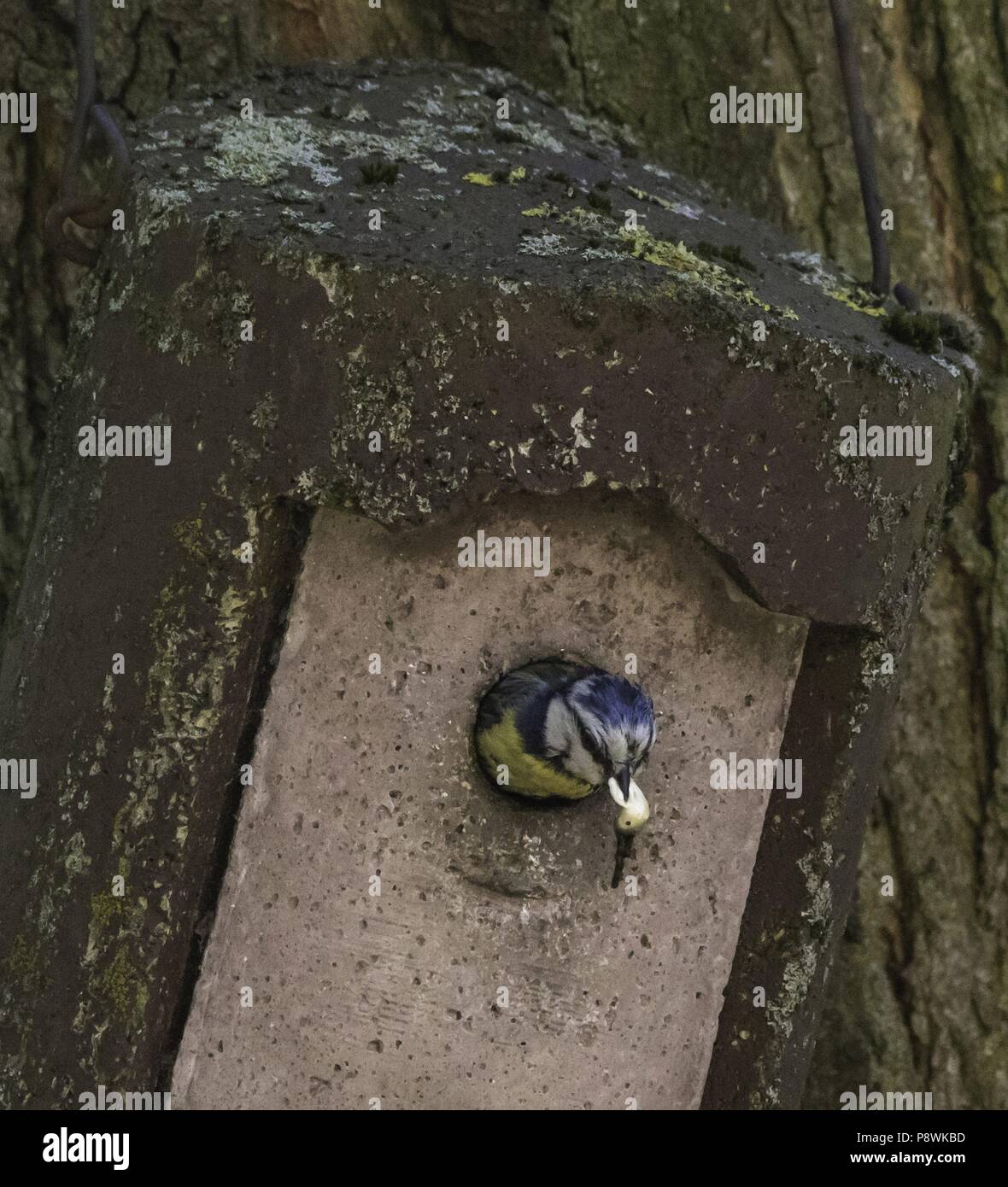 Blue Tit with faeces at nesting box, may 2017 | usage worldwide Stock ...