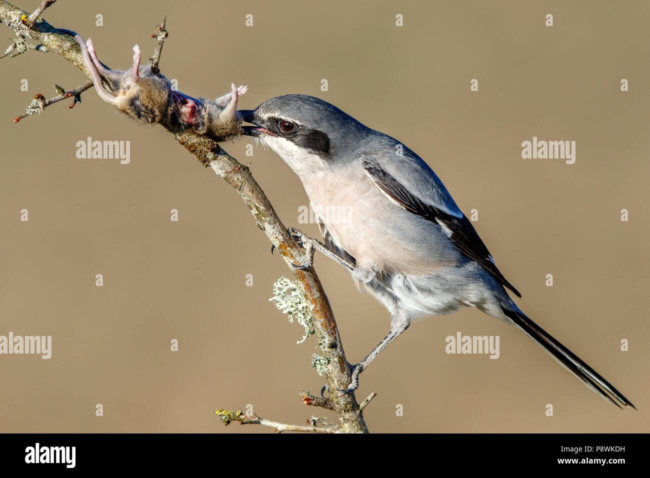 Southern predatory shrike (Lanius meridionalis), also Mediterranean ...