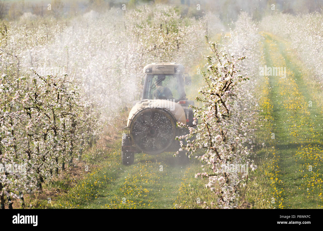 Tractor sprays insecticide in apple orchard Stock Photo - Alamy