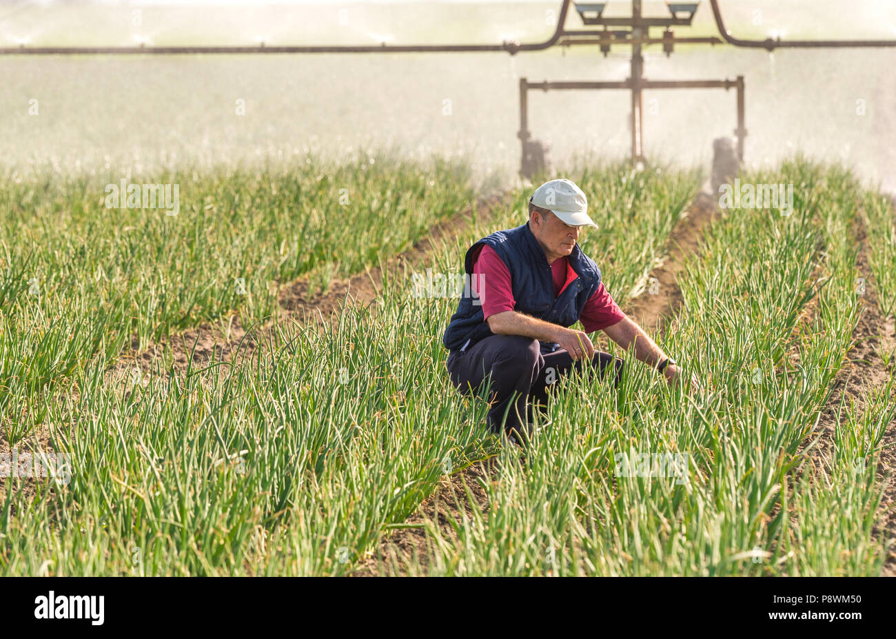 fields of onion with irrigation system Stock Photo - Alamy