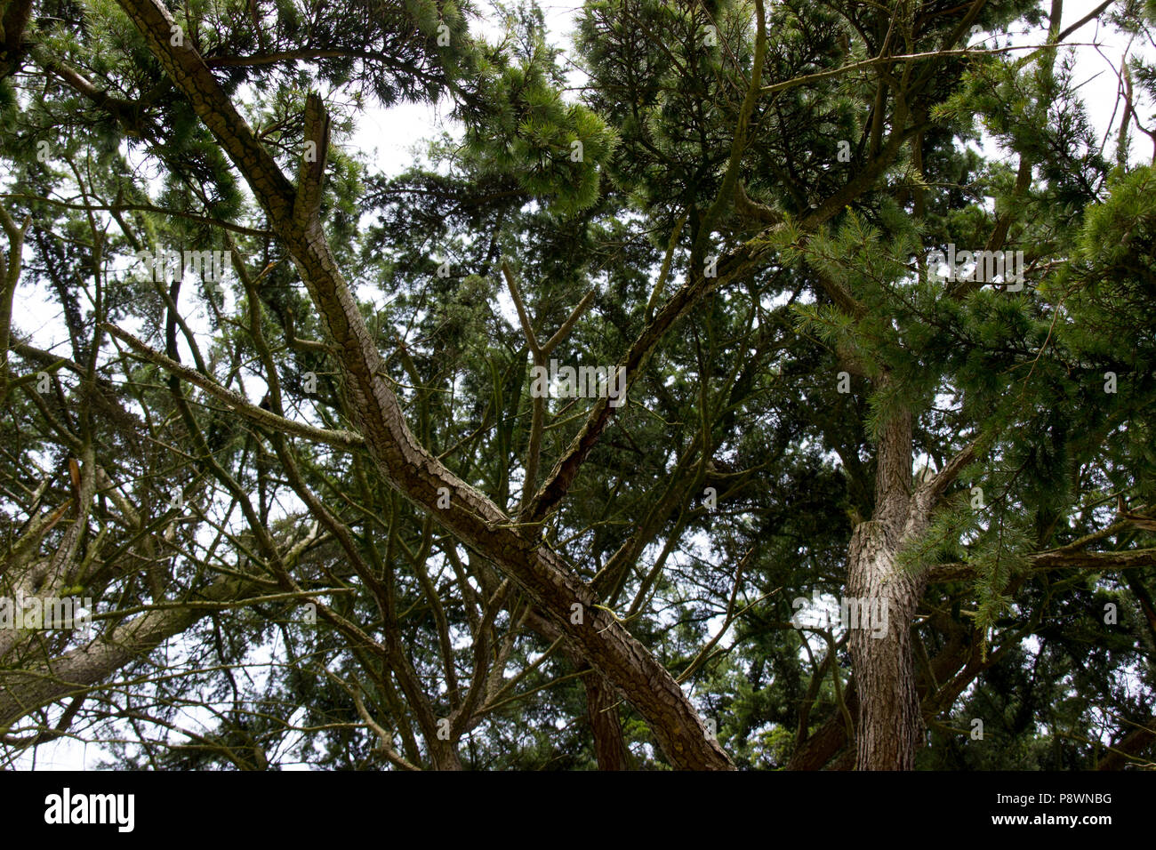 Sprawling tree branches hi-res stock photography and images - Alamy
