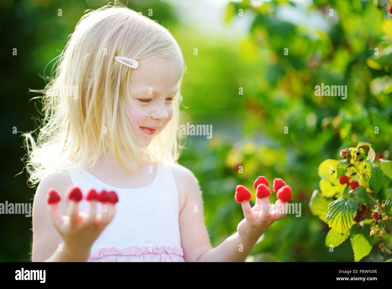 Adorable little girl eating raspberries off her fingers Stock Photo - Alamy