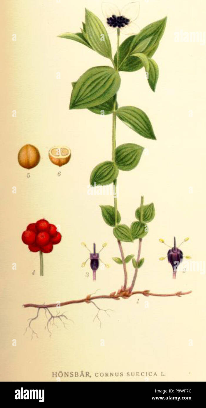 Cornus plant hi-res stock photography and images - Alamy