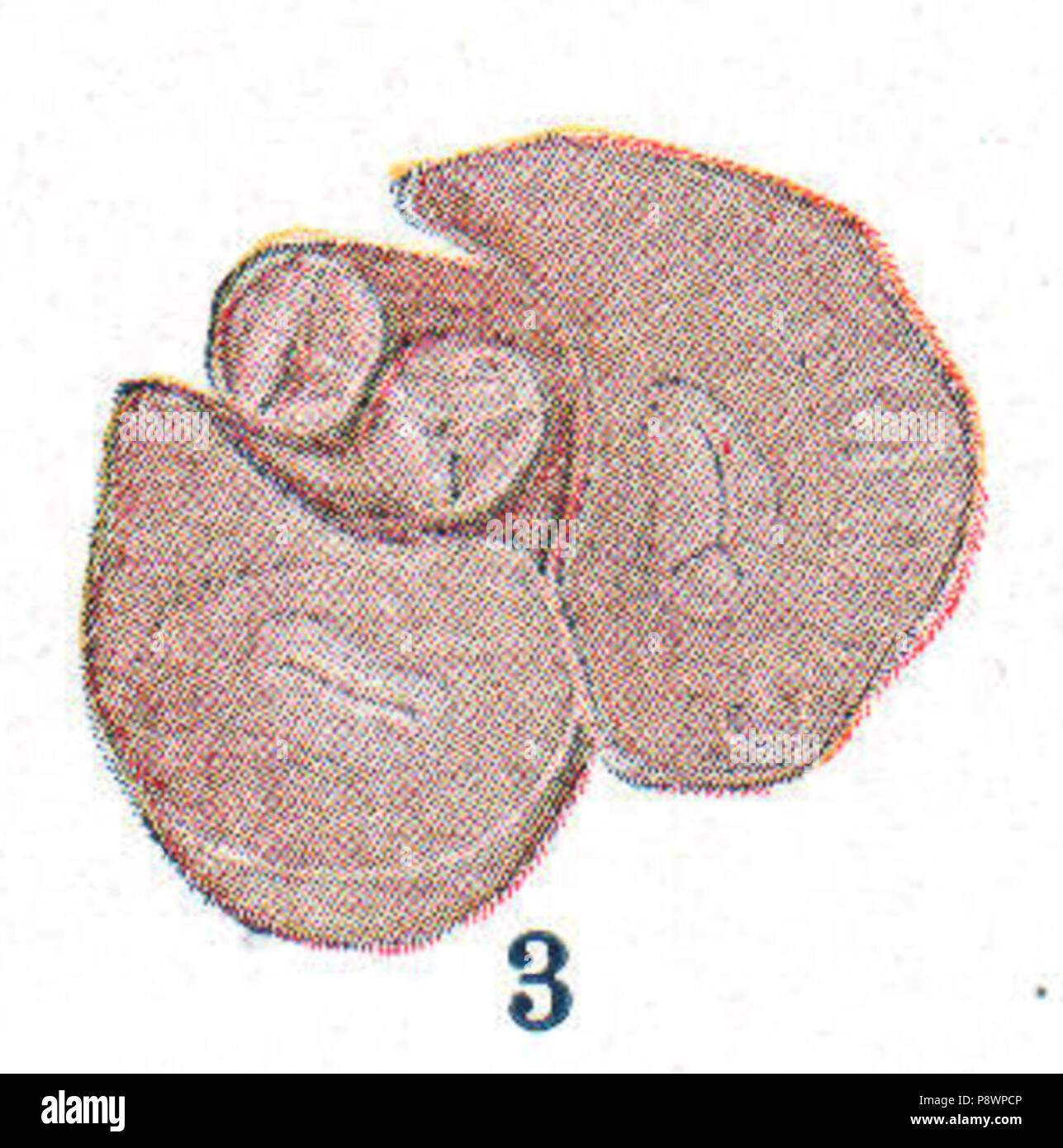 Human heart dissection hi-res stock photography and images - Alamy