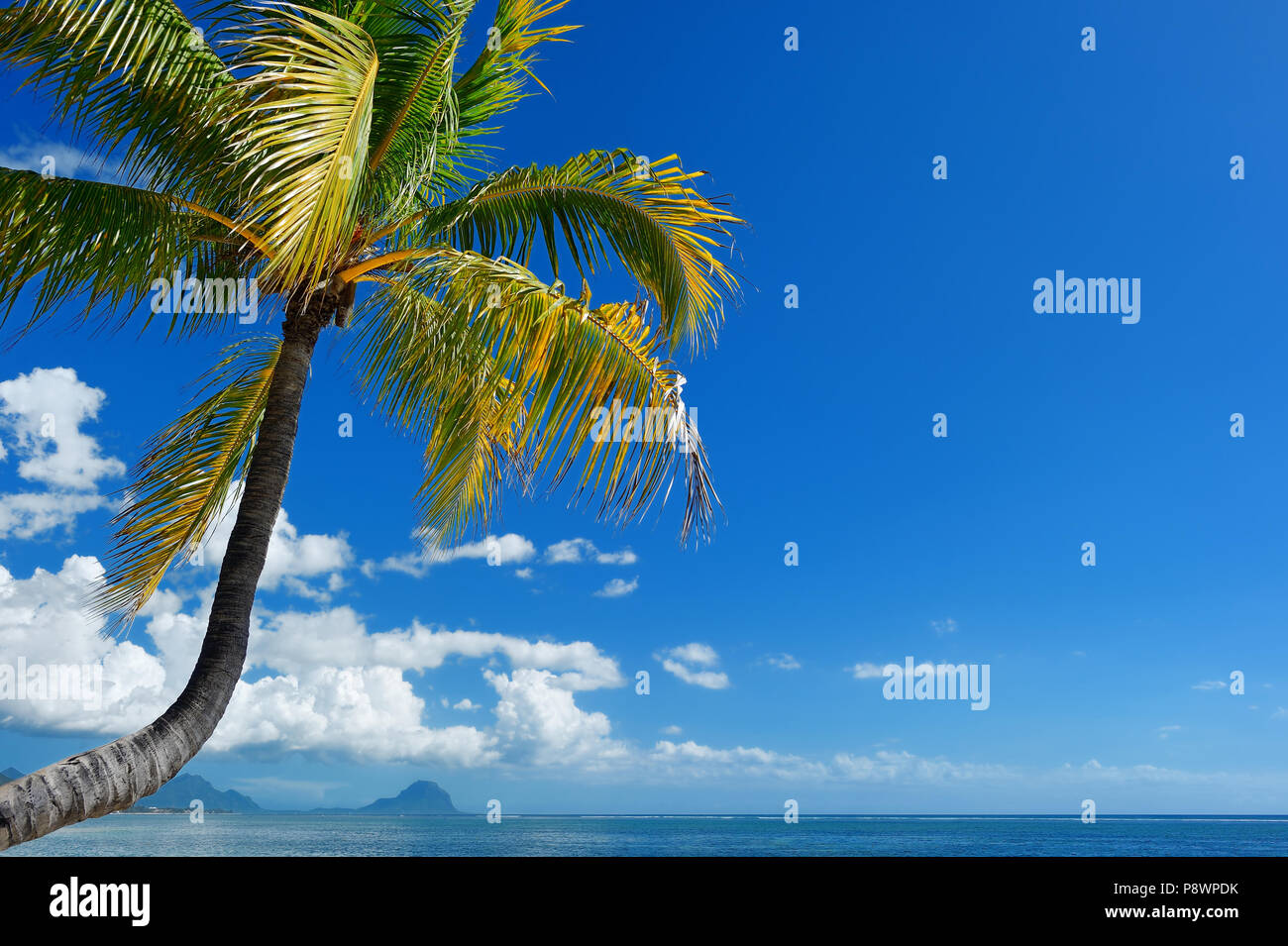 Tropical beach with coconut palm tree Stock Photo - Alamy