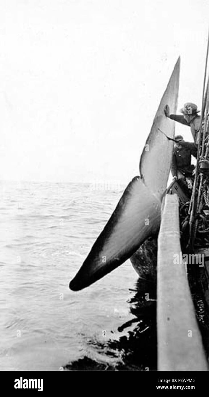 Cutting of a whale hi-res stock photography and images - Alamy