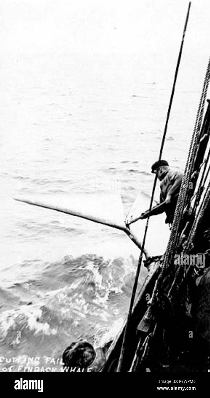 Cutting of a whale hi-res stock photography and images - Alamy