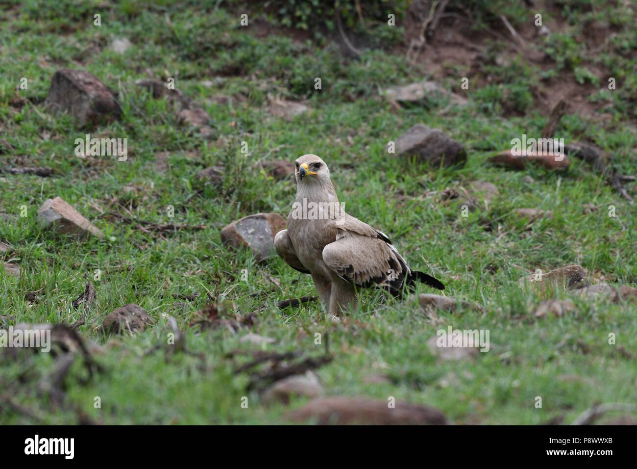 Tawny Eagle (Aquila rapa). Maasai Mara, Kenya, Africa Stock Photo - Alamy