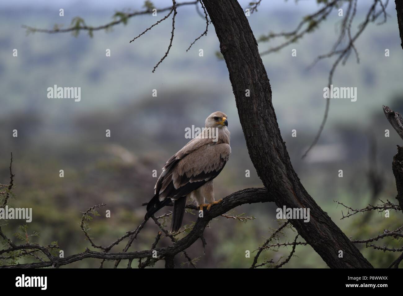 Tawny Eagle (Aquila rapa). Maasai Mara, Kenya, Africa Stock Photo - Alamy