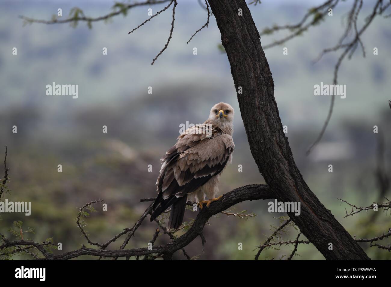 Tawny Eagle (Aquila rapa). Maasai Mara, Kenya, Africa Stock Photo - Alamy