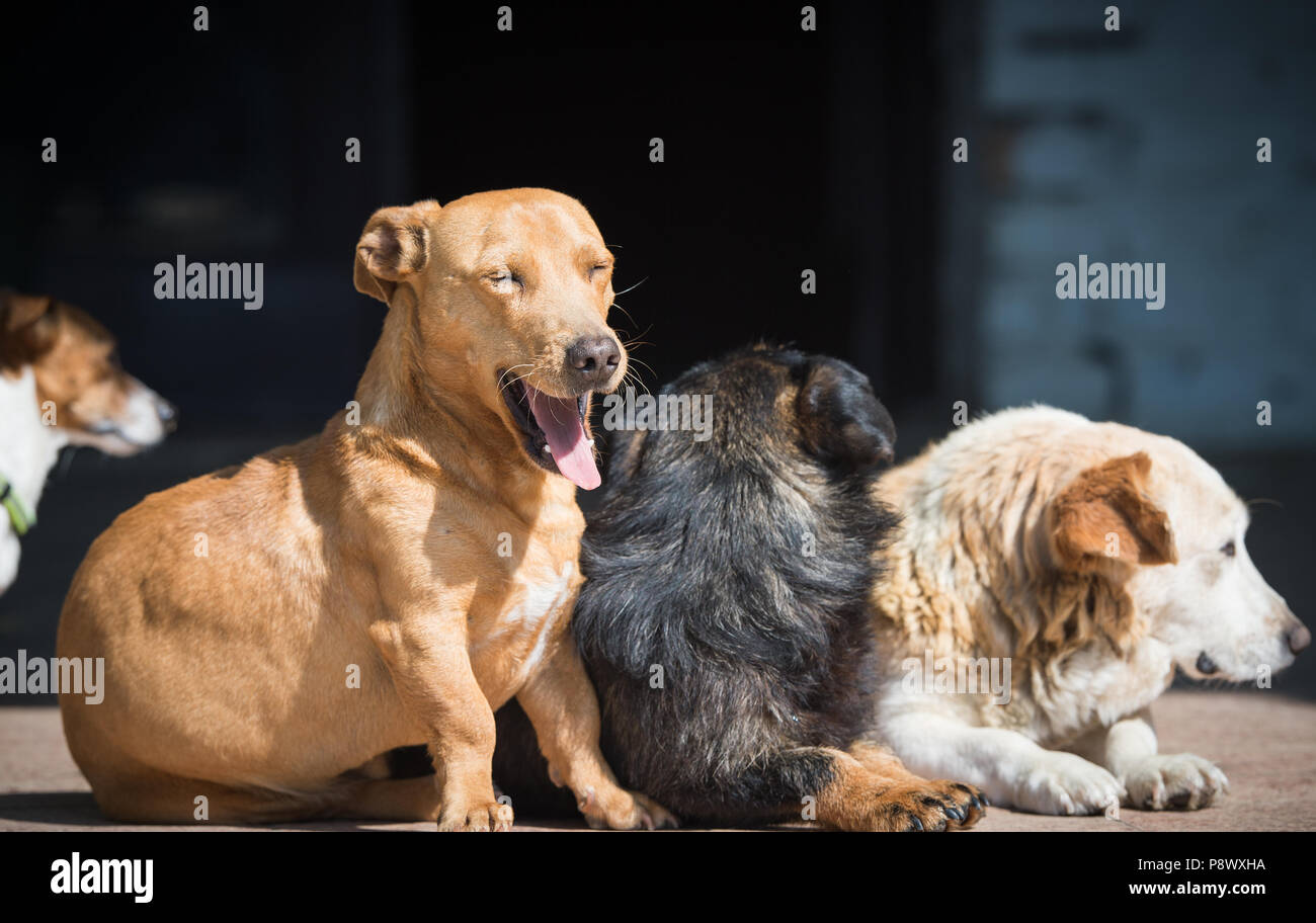 Group of domestic animals mixed hi-res stock photography and images - Alamy