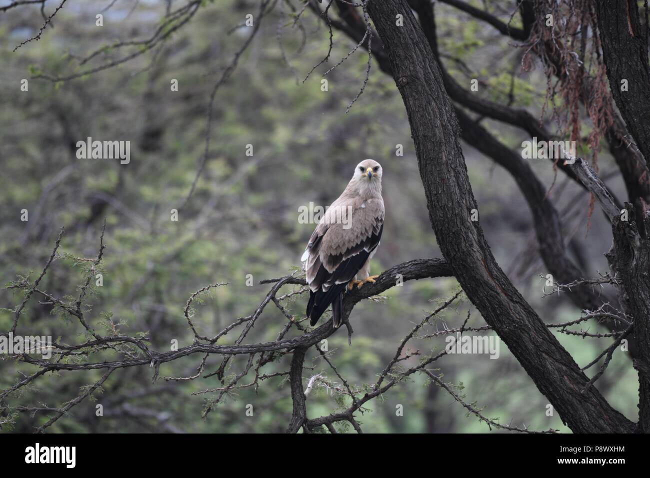Aquila rapa hi-res stock photography and images - Alamy