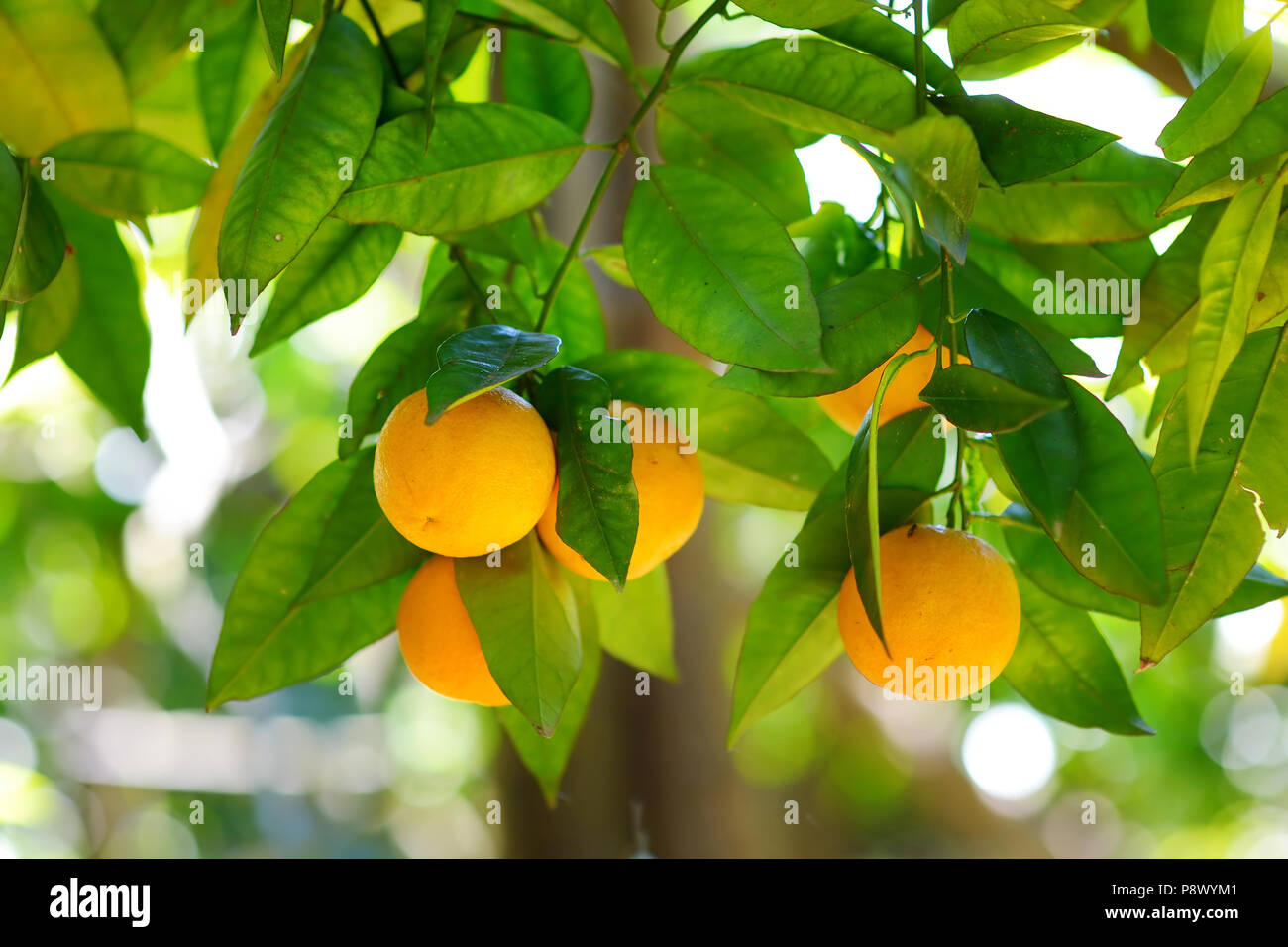 Bunch of fresh ripe oranges on a orange tree branch in sunny garden ...