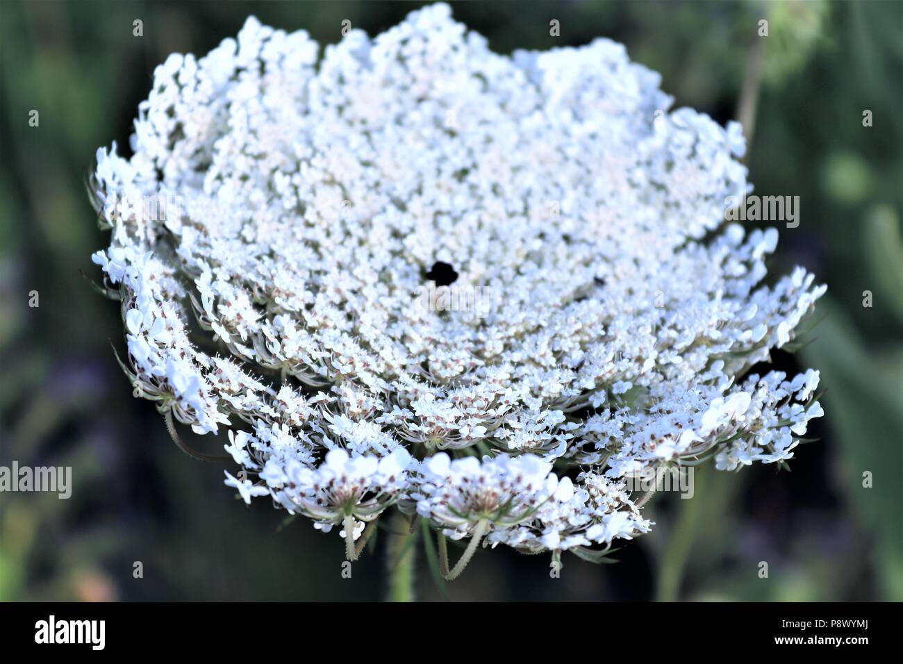 Queen Anne's Lace Stock Photo - Alamy