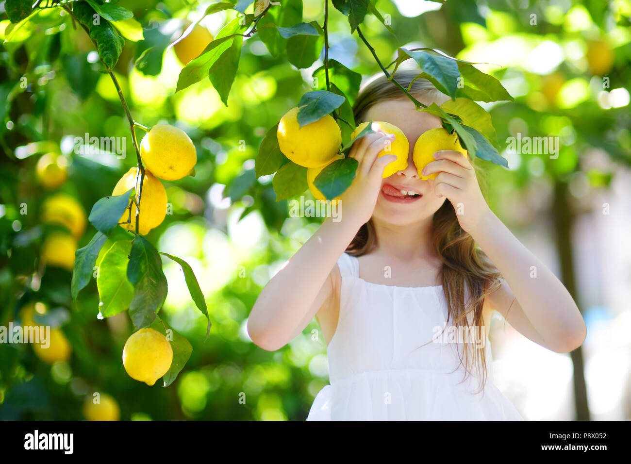 Adorable little girl picking fresh ripe lemons in sunny lemon tree ...
