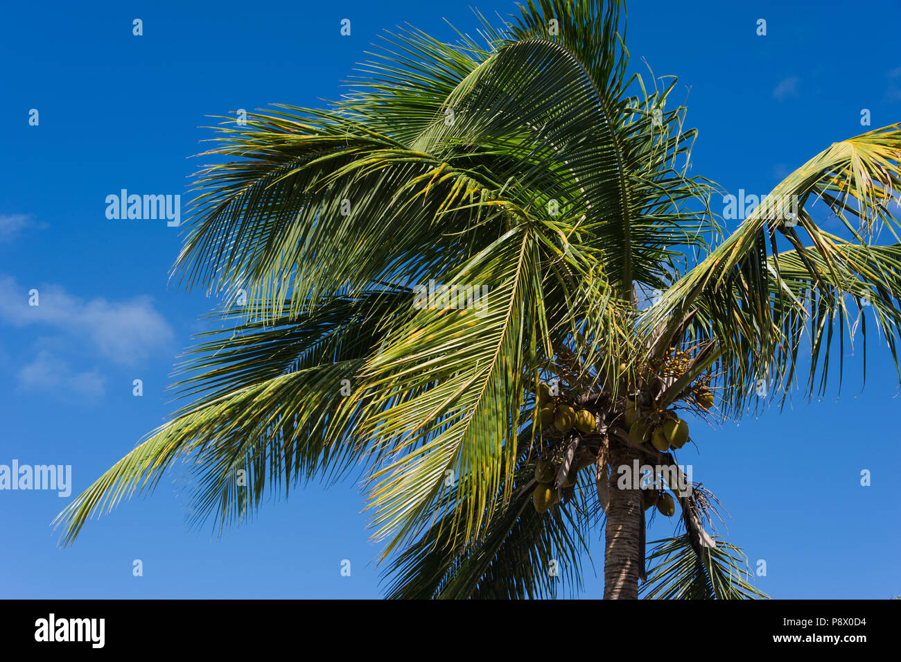 Palm Trees San Juan Puerto Rico Stock Photo - Alamy