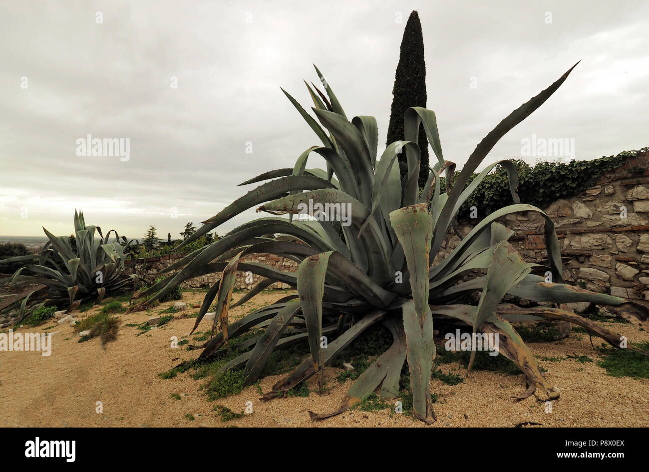 Fibonacci cactus hi-res stock photography and images - Alamy