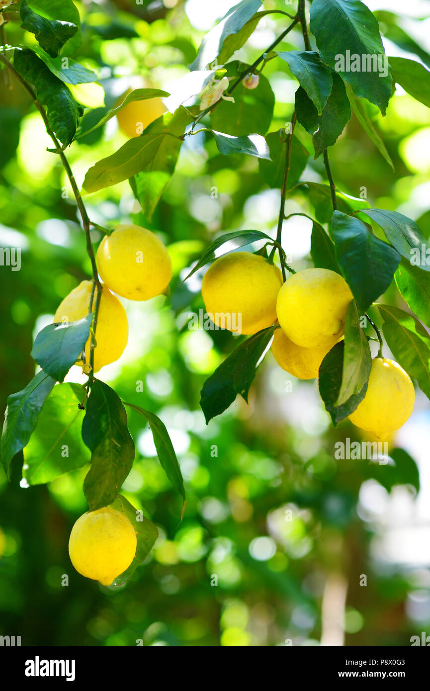 Bunch of fresh ripe lemons on a lemon tree branch in sunny garden Stock ...