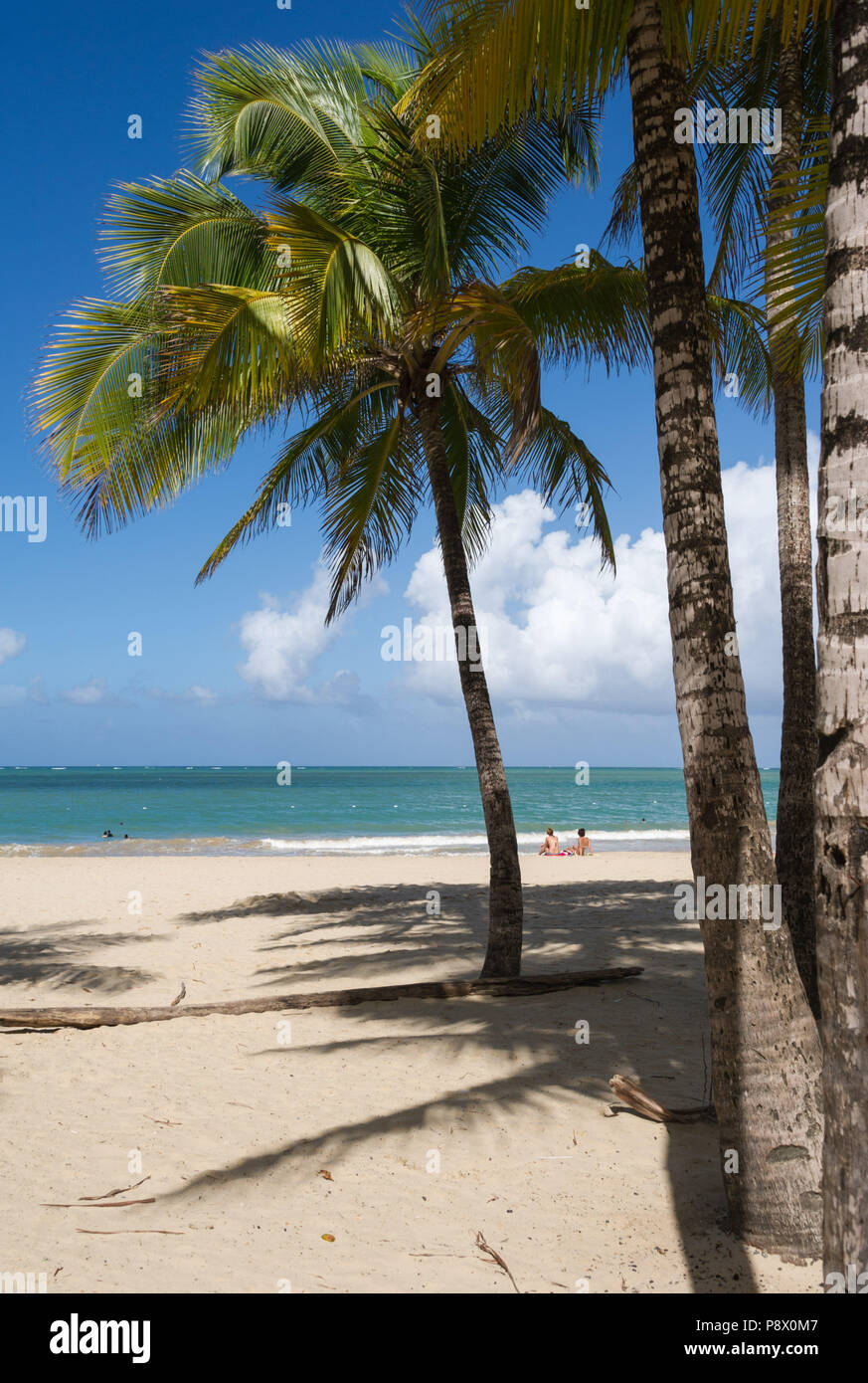 Palm Trees San Juan Puerto Rico Stock Photo - Alamy