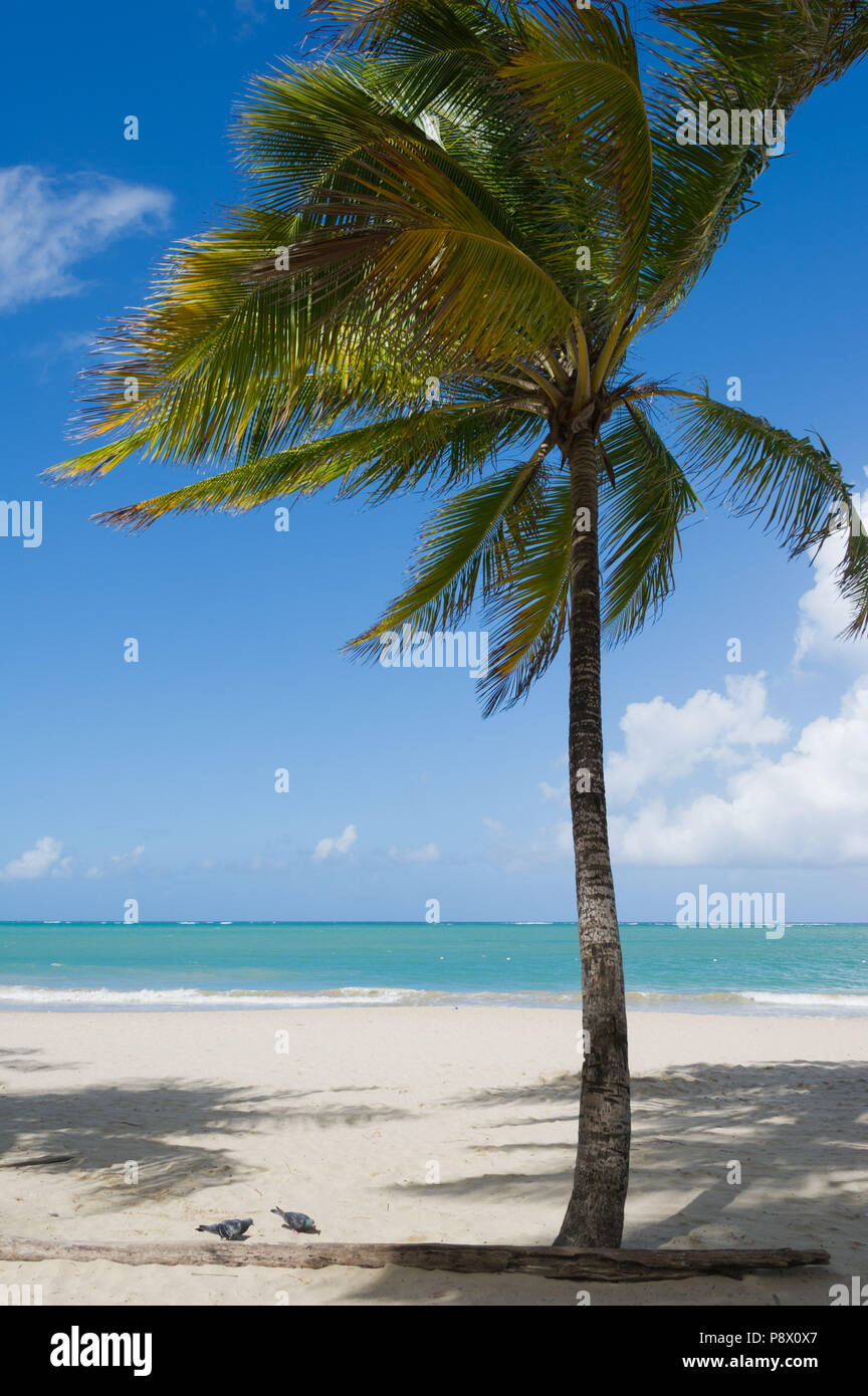 Cloudy skies palm trees hi-res stock photography and images - Alamy