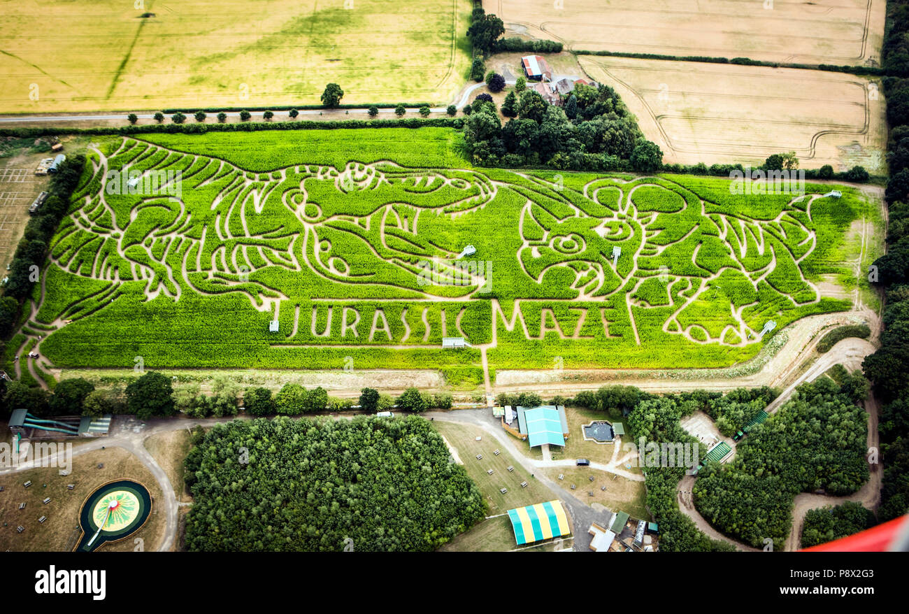 A maze forming a Jurassic scene in a five acre field of maize plants at ...
