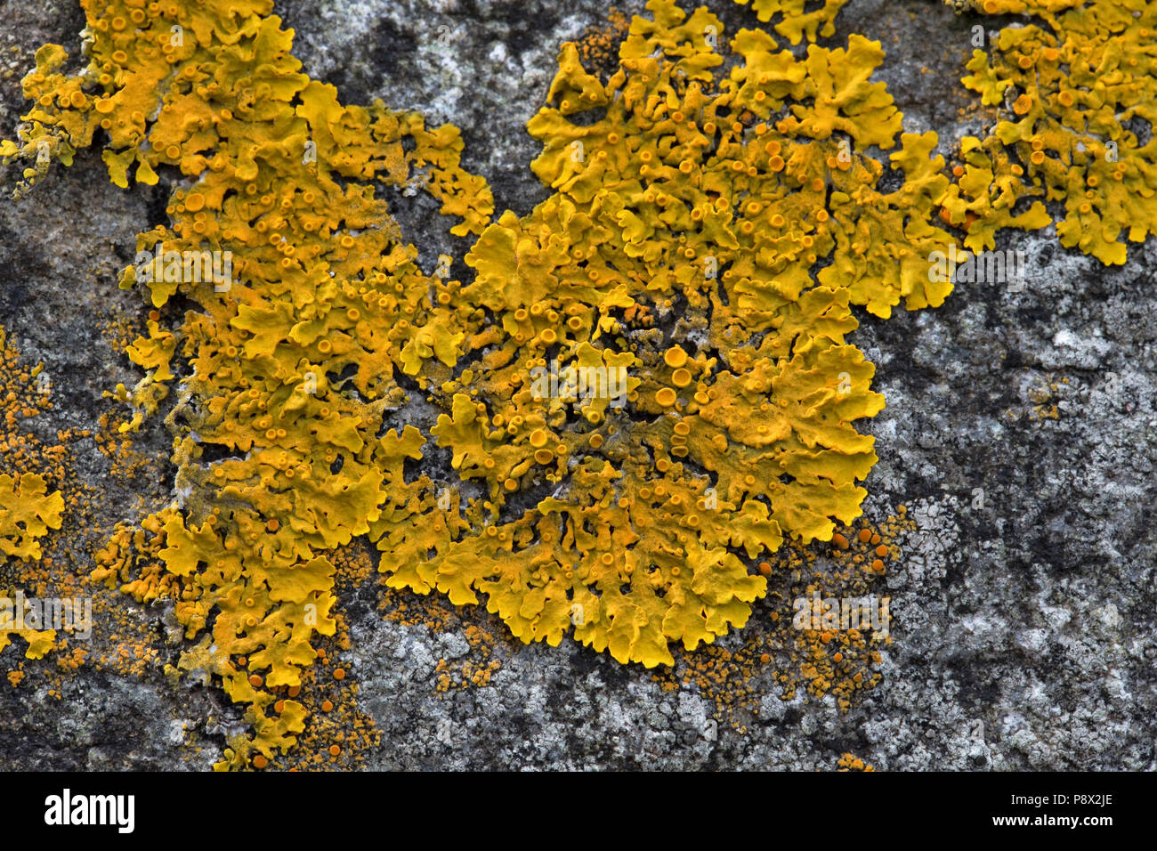 Common Orange Lichen (Xanthoria parietina) aka Leafy Xanthoria Stock ...