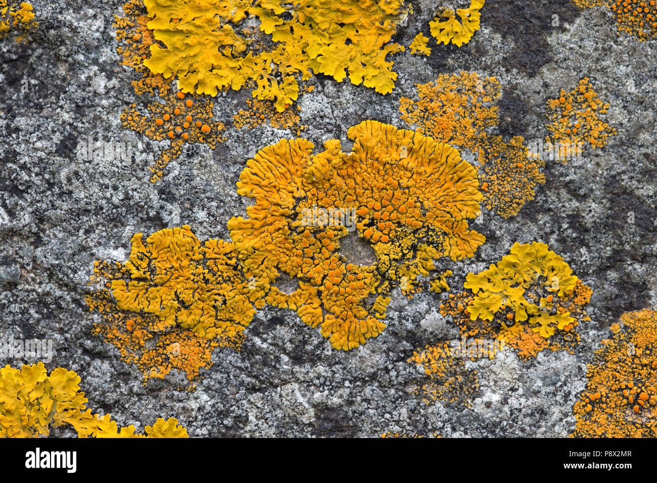 Leafy xanthoria hi-res stock photography and images - Alamy