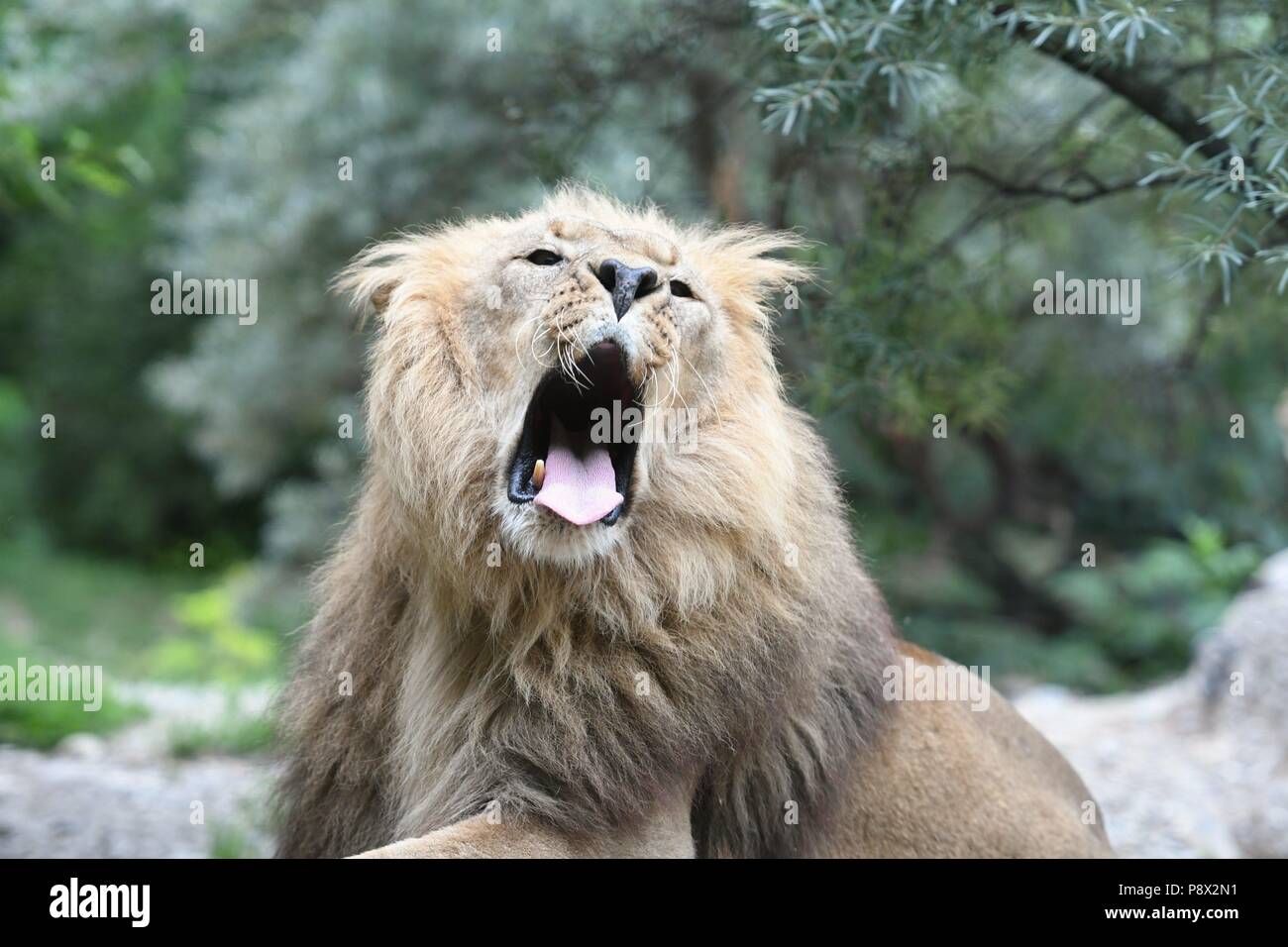 male lion in the zoo of Basel, | usage worldwide Stock Photo - Alamy
