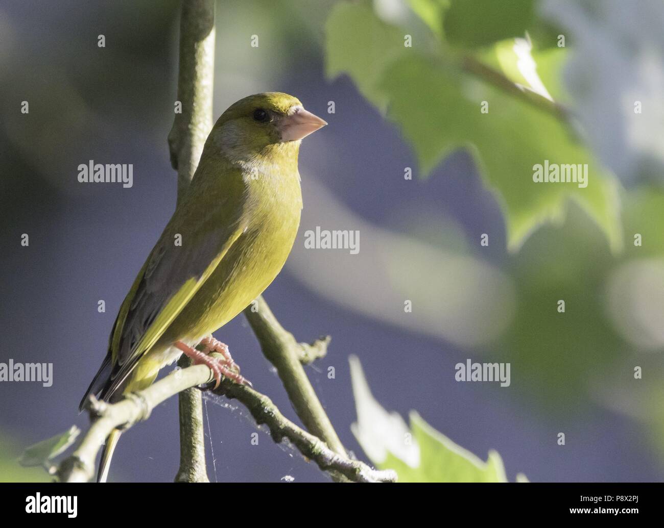 Greenfinch may hi-res stock photography and images - Alamy