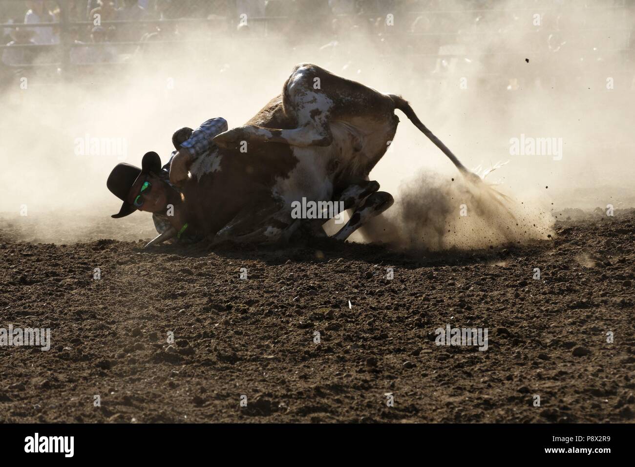 Cowboy bringing a steer to ground at the Fitzroy crossing rodeo show ...