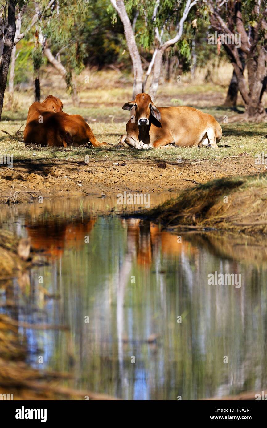 Australian brahman hi-res stock photography and images - Alamy