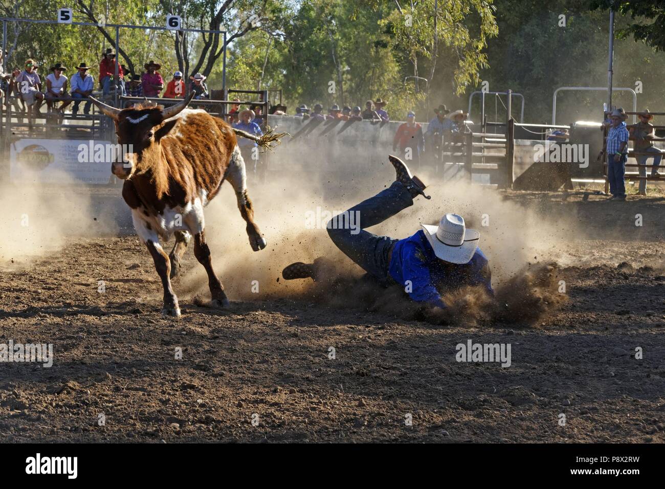 Cowboy falls to ground after tackling a steer, Fitzroy crossing ...