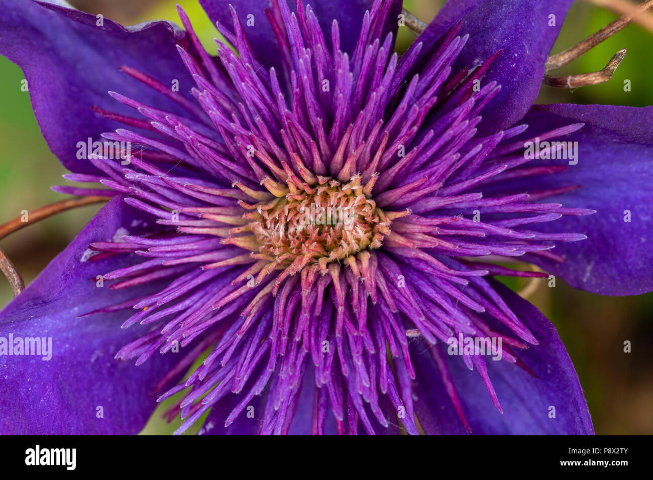 Clematis multi blue hi-res stock photography and images - Alamy