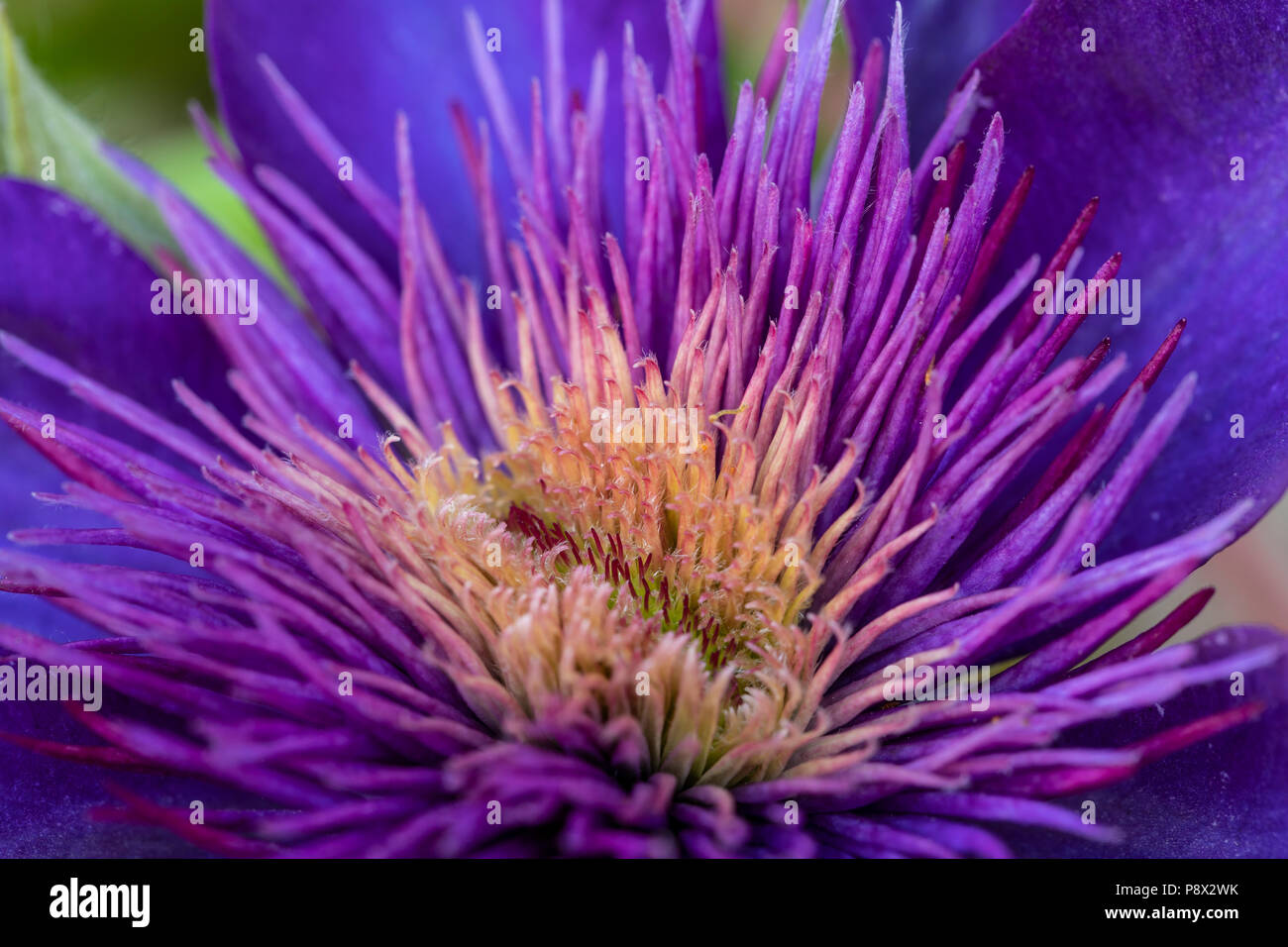 Clematis multi blue hi-res stock photography and images - Alamy