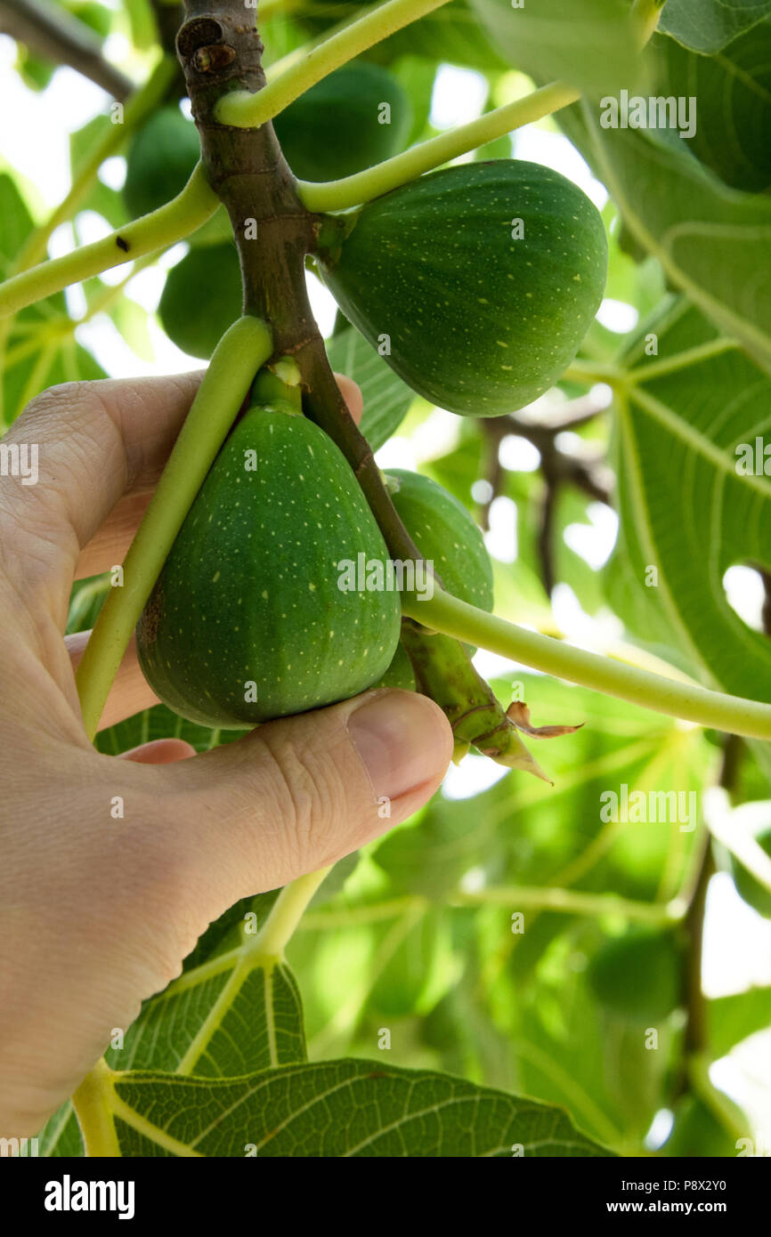 Woman with fig leaf hi-res stock photography and images - Alamy