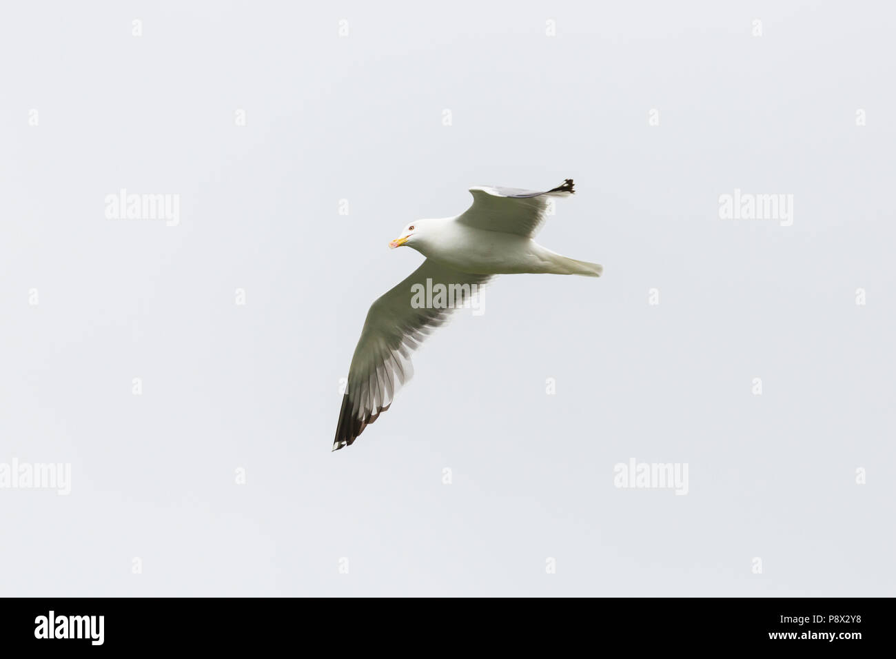 natural yellow-legged gull (larus michahellis) flying, spread wings ...