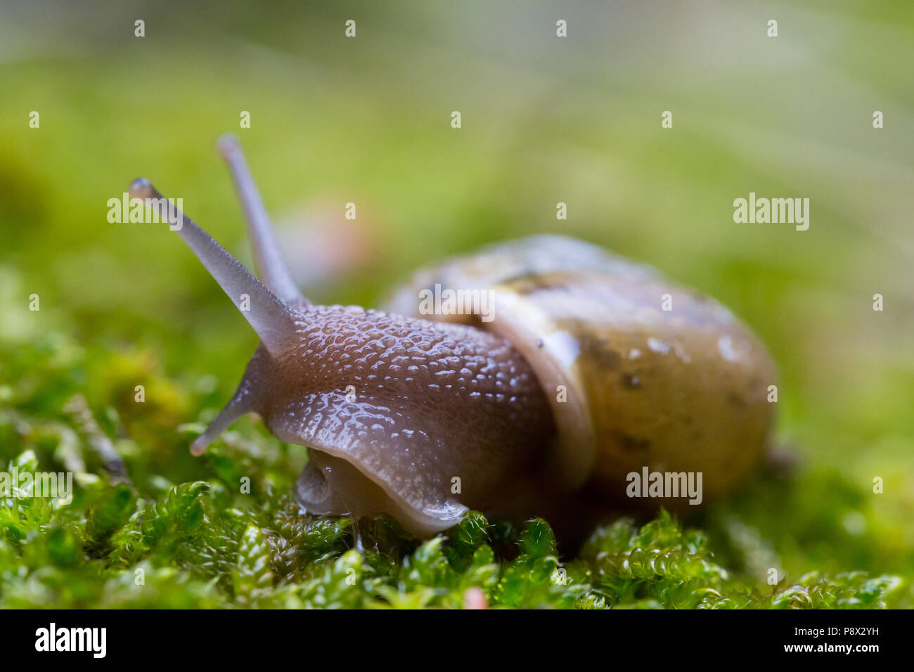 macro of natural snail with shell and tentacles on green surface Stock ...
