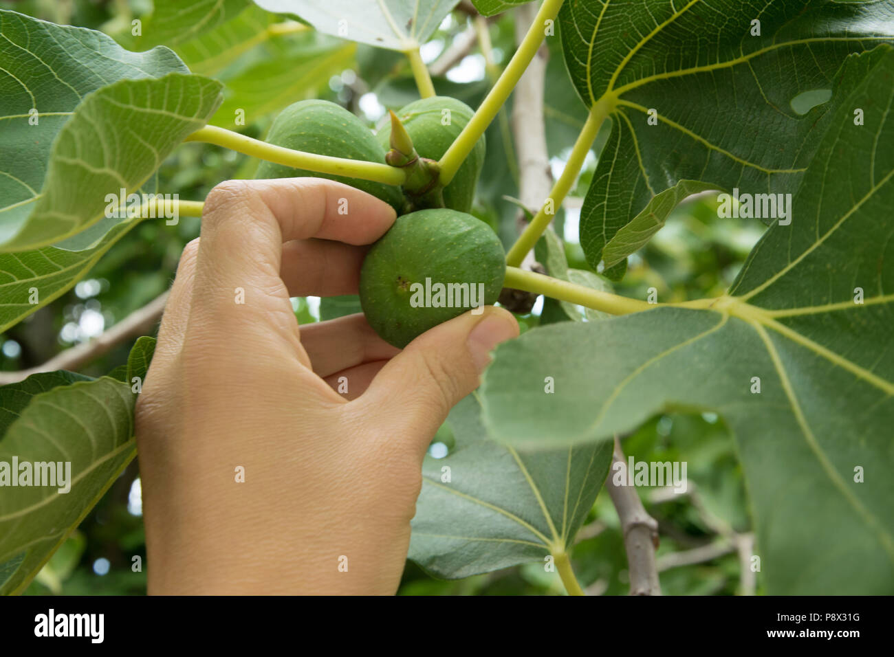 Woman harvest figs hi-res stock photography and images - Alamy