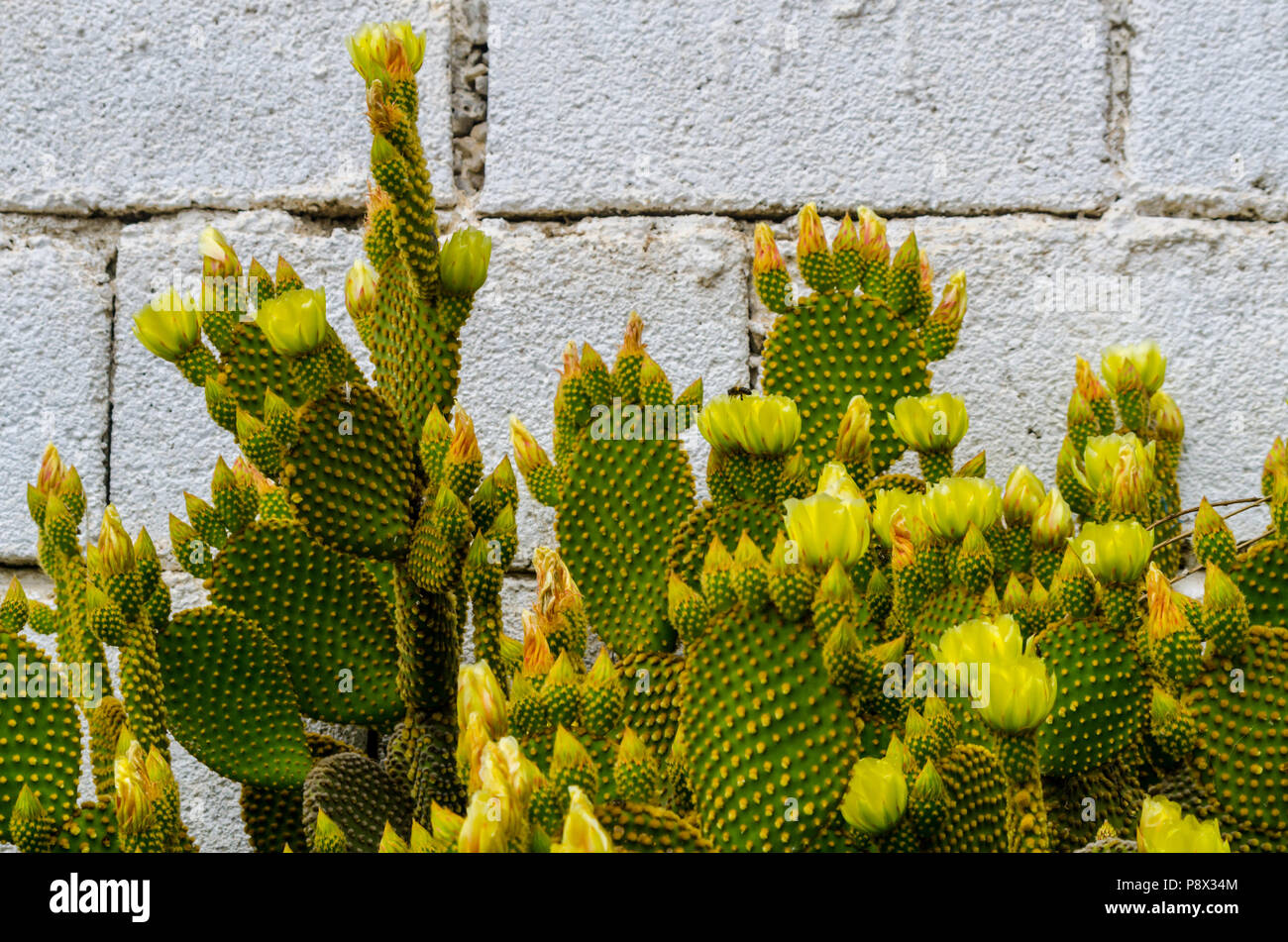 wild green cactuses in andalusia, plants typical for dry tropical ...