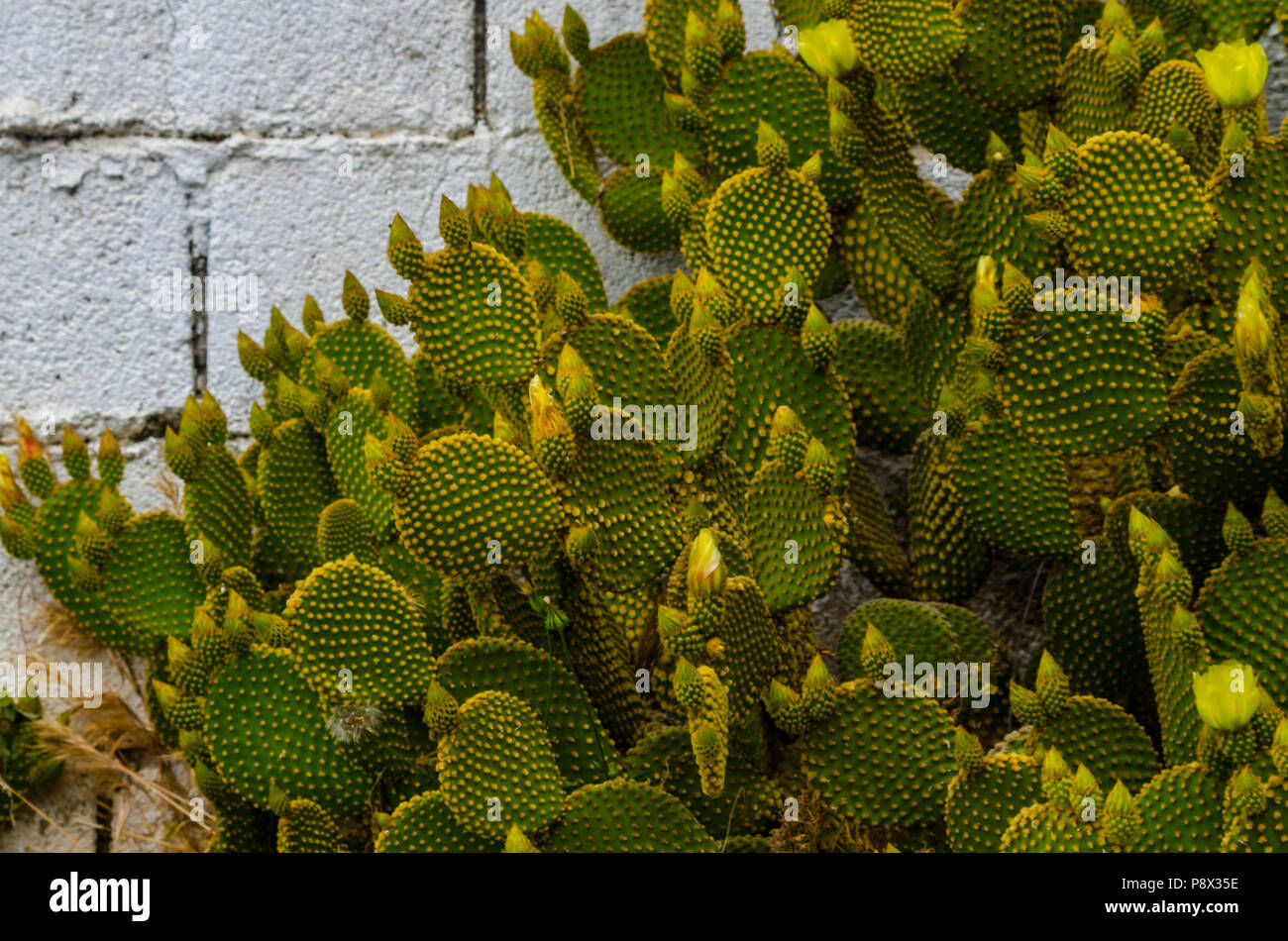 wild green cactuses in andalusia, plants typical for dry tropical ...