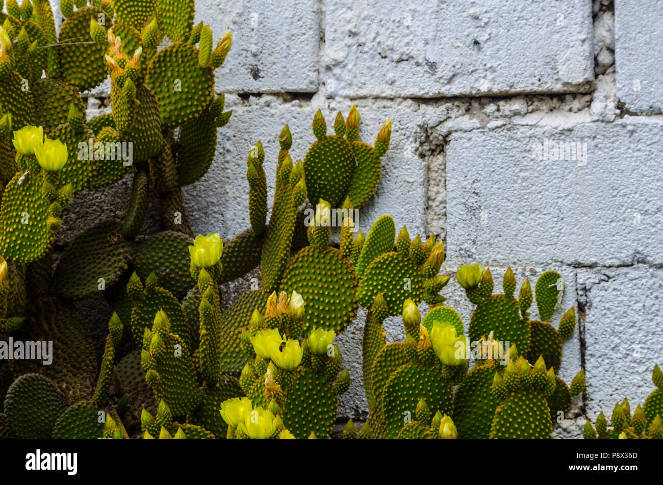 wild green cactuses in andalusia, plants typical for dry tropical ...