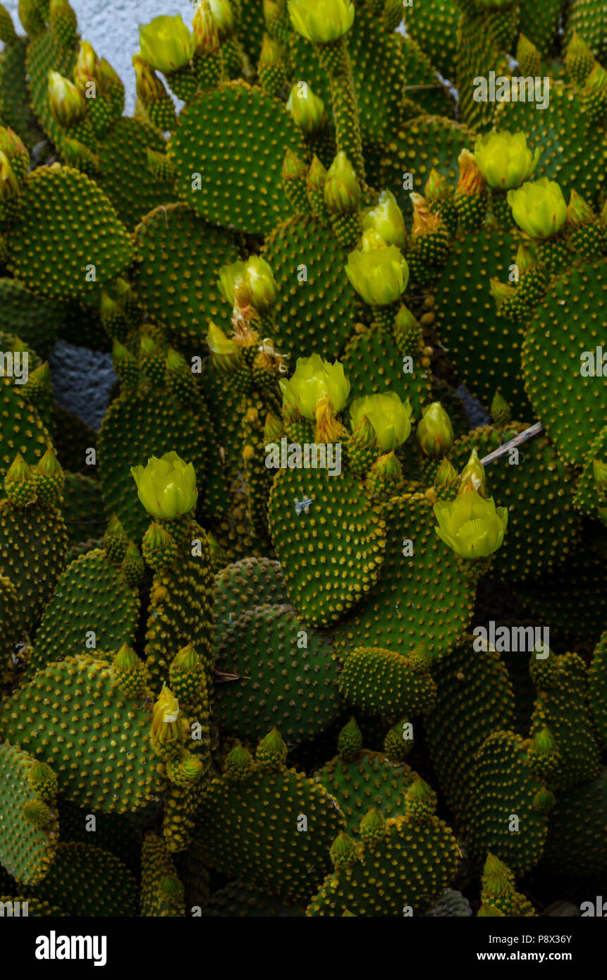 wild green cactuses in andalusia, plants typical for dry tropical ...
