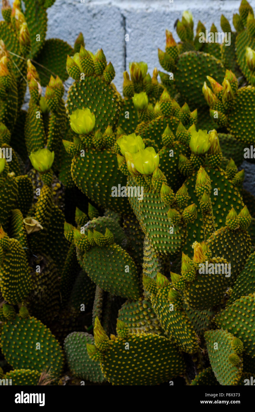 wild green cactuses in andalusia, plants typical for dry tropical ...