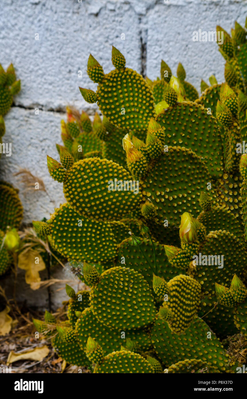 wild green cactuses in andalusia, plants typical for dry tropical ...