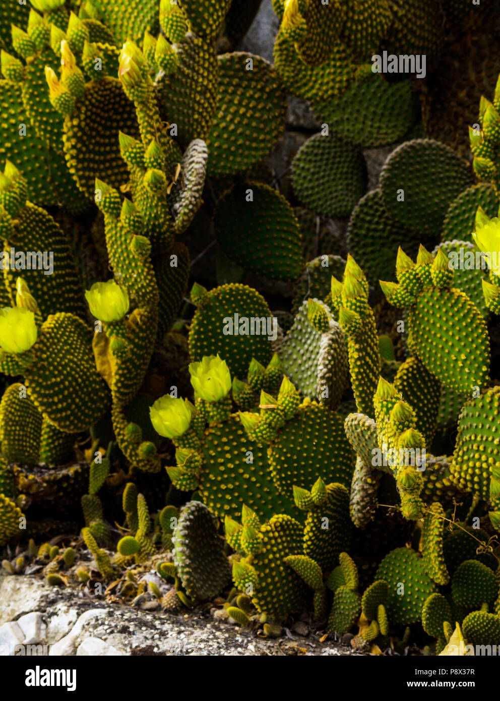wild green cactuses in andalusia, plants typical for dry tropical ...