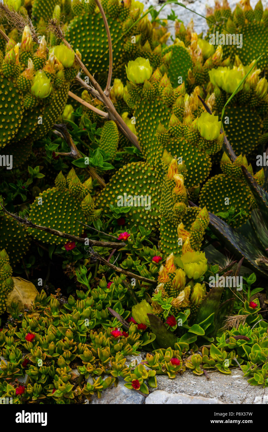 wild green cactuses in andalusia, plants typical for dry tropical ...
