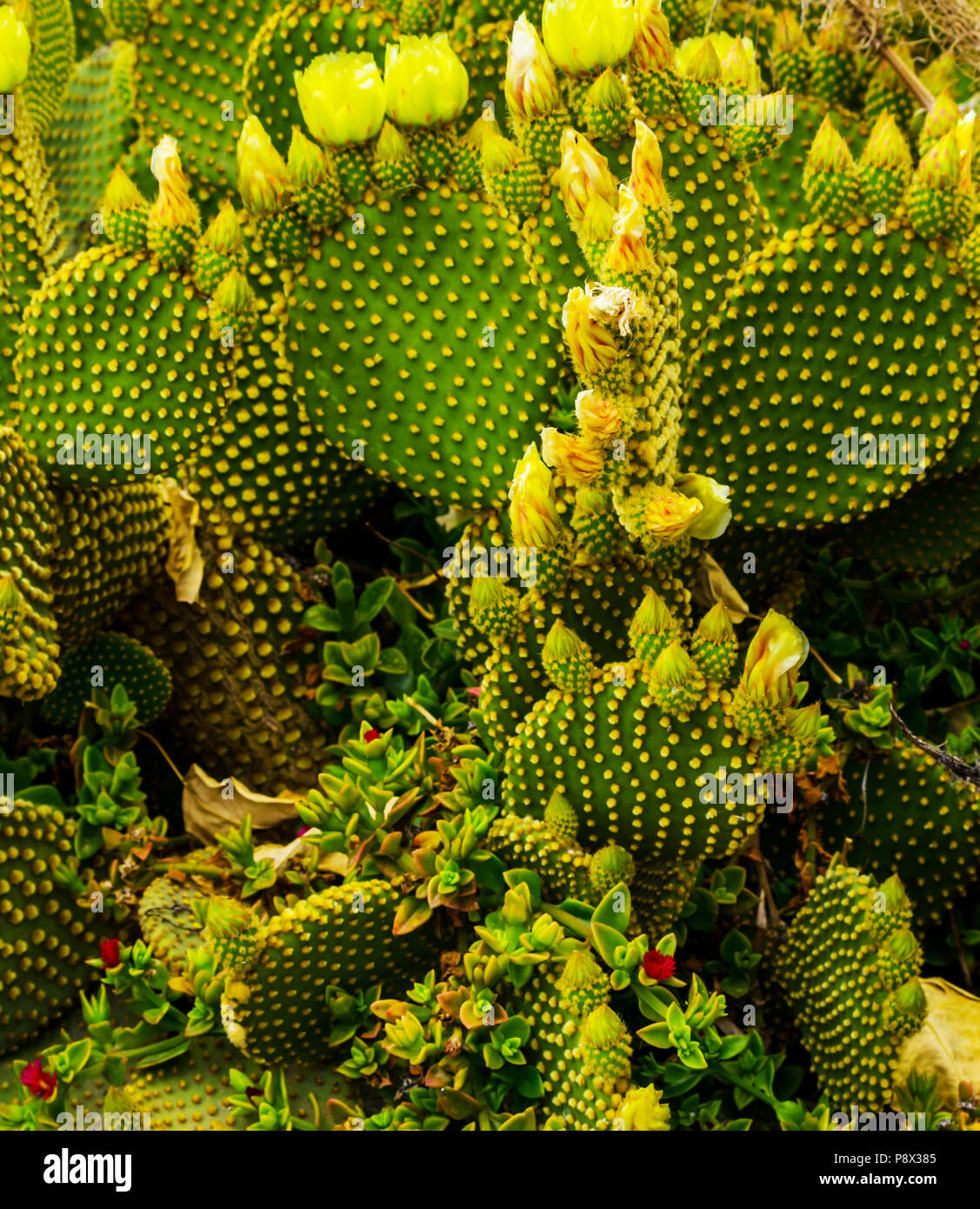 wild green cactuses in andalusia, plants typical for dry tropical ...