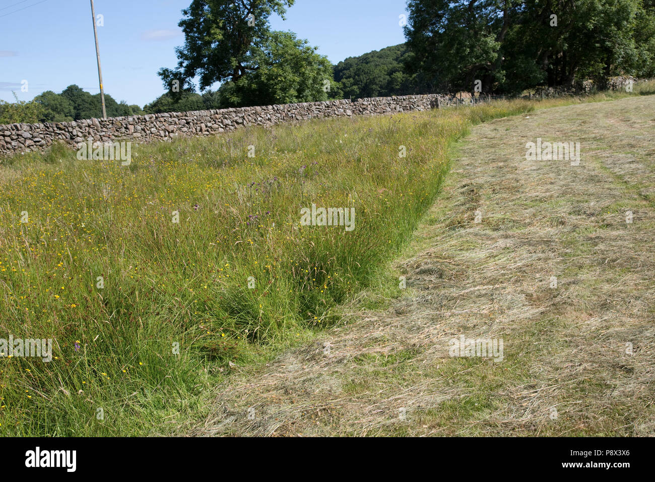 Buffer strip of uncut meadow with wild flowers on edge of field ...