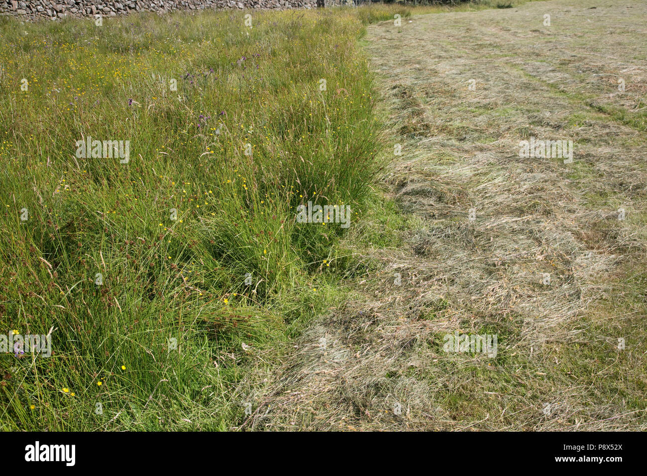 Buffer strip of uncut meadow with wild flowers on edge of field ...