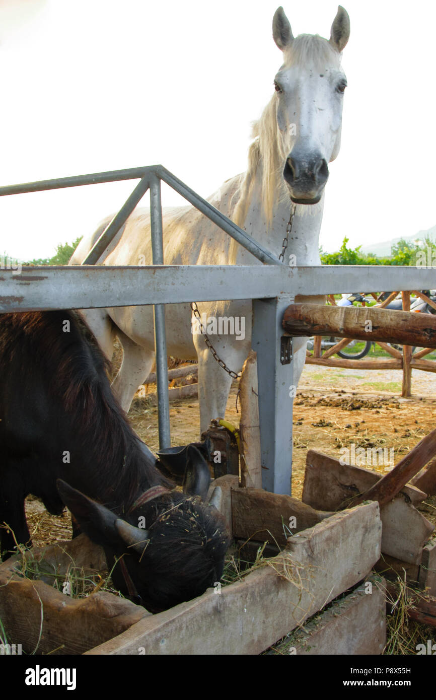 Animals in the stall on the country farm Stock Photo - Alamy